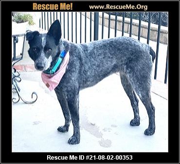 - California Australian Cattle Dog Rescue - ADOPTIONS - Rescue Me!
