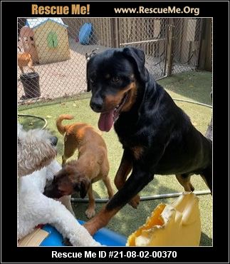 - North Carolina Dog Rescue - ADOPTIONS - Rescue Me!