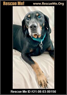 - North Carolina Black and Tan Coonhound Rescue - ADOPTIONS - Rescue Me!