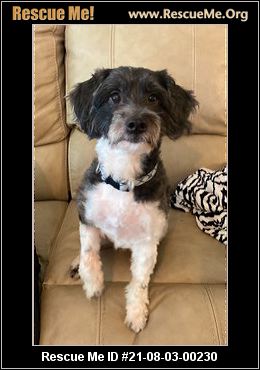 - Arizona Dog Rescue - ADOPTIONS - Rescue Me!