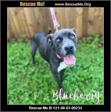 - Florida Pit Bull Rescue - ADOPTIONS - Rescue Me!