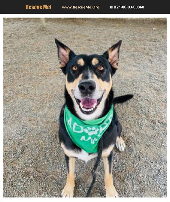 ADOPT 21080300360 ~ Australian Kelpie Rescue ~ WOODLAND, CA