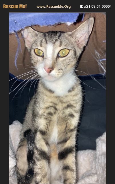 ADOPT 21080400004 ~ Siamese Rescue ~ Tucson, AZ