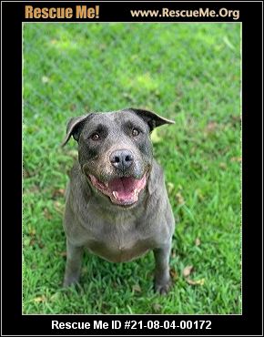 - Texas Pit Bull Rescue - ADOPTIONS - Rescue Me!