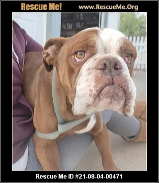 - California Bulldog Rescue - ADOPTIONS - Rescue Me!