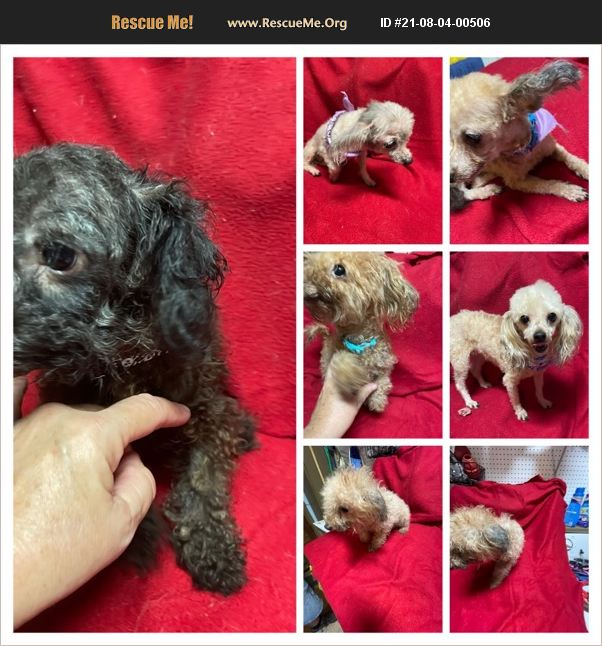 ADOPT 21080400506 ~ Poodle Rescue ~ Spring Hill, FL