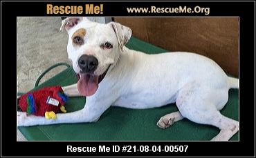 - Maine Dog Rescue - ADOPTIONS - Rescue Me!