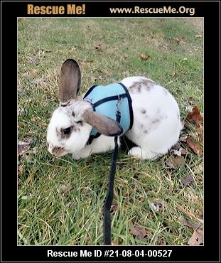 - Virginia Rabbit Rescue - ADOPTIONS - Rescue Me!