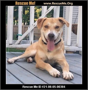 - New York German Shepherd Rescue - ADOPTIONS - Rescue Me!