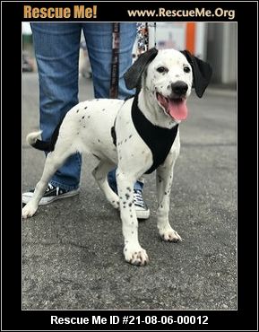 - California Dalmatian Rescue - ADOPTIONS - Rescue Me!