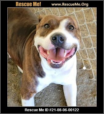 - Virginia Dog Rescue - ADOPTIONS - Rescue Me!