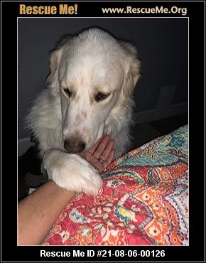 - Colorado Great Pyrenees Rescue - ADOPTIONS - Rescue Me!