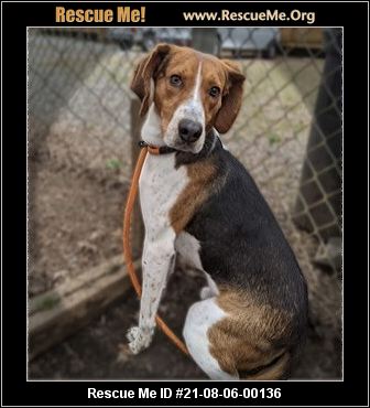 - Virginia Dog Rescue - ADOPTIONS - Rescue Me!
