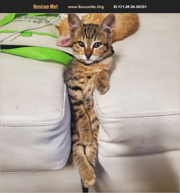 ADOPT 21080600201 ~ Egyptian Mau Rescue ~ Orange County, CA