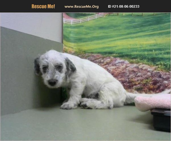 ADOPT 21080600233 ~ Petit Basset Griffon Vendeen Rescue ~ Moreno Valley, CA