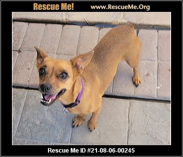 - Arizona Dog Rescue - ADOPTIONS - Rescue Me!