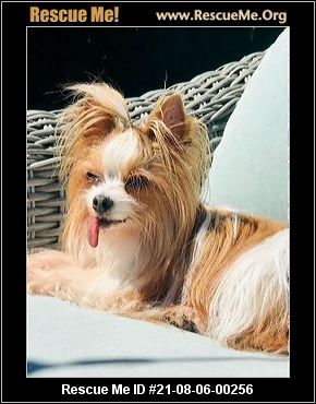 - California Yorkie Rescue - ADOPTIONS - Rescue Me!