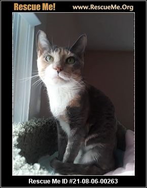 - Massachusetts Cat Rescue - ADOPTIONS - Rescue Me!