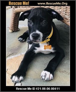 - New York Lab Rescue - ADOPTIONS - Rescue Me!