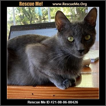 - California Russian Blue Rescue - ADOPTIONS - Rescue Me!
