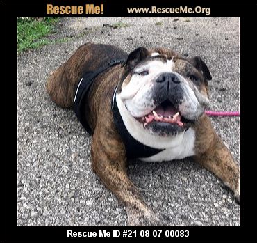 - Michigan Bulldog Rescue - ADOPTIONS - Rescue Me!