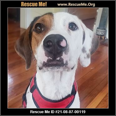 - South Carolina Dog Rescue - ADOPTIONS - Rescue Me!