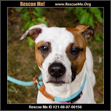 - Virginia Dog Rescue - ADOPTIONS - Rescue Me!