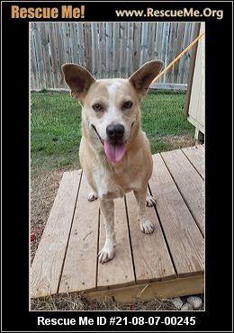 - Massachusetts Mutt Rescue - ADOPTIONS - Rescue Me!