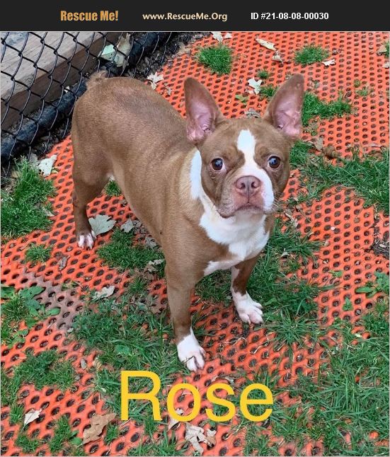 ADOPT 21080800030 ~ Boston Terrier Rescue ~ Albert Lea, MN
