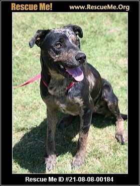 - Arizona Dog Rescue - ADOPTIONS - Rescue Me!