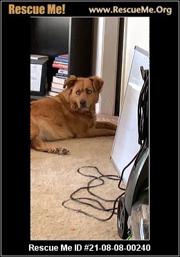 - North Carolina Dog Rescue - ADOPTIONS - Rescue Me!