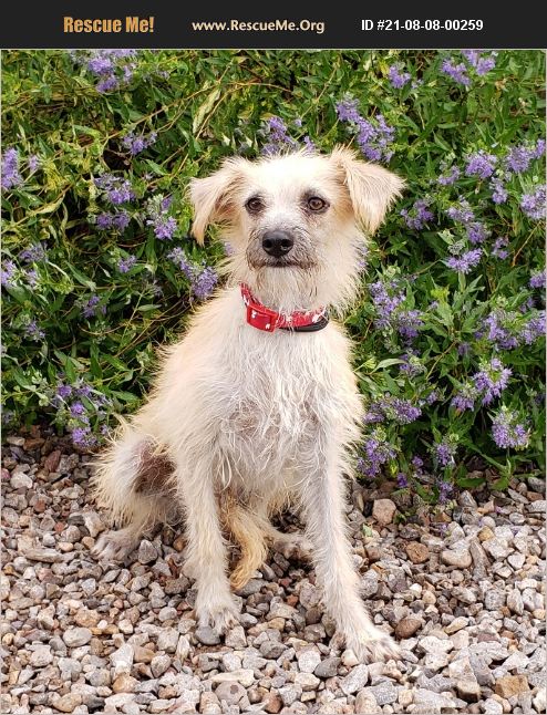 ADOPT 21080800259 ~ Maltese Rescue ~ Albuquerque, NM