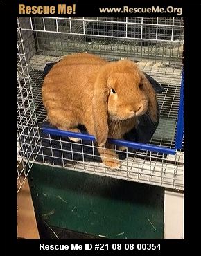 - New Jersey Rabbit Rescue - ADOPTIONS - Rescue Me!