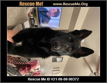 - Colorado German Shepherd Rescue - ADOPTIONS - Rescue Me!