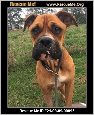 - Alabama Boxer Rescue - ADOPTIONS - Rescue Me!