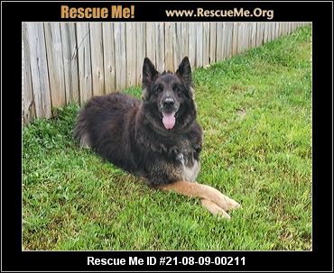 - Pennsylvania German Shepherd Rescue - ADOPTIONS - Rescue Me!