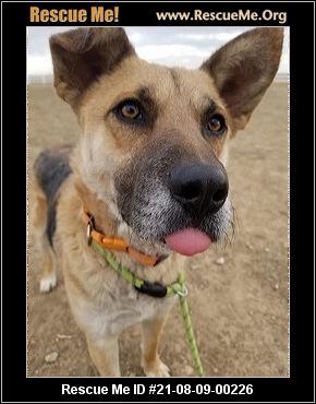 - Colorado German Shepherd Rescue - ADOPTIONS - Rescue Me!
