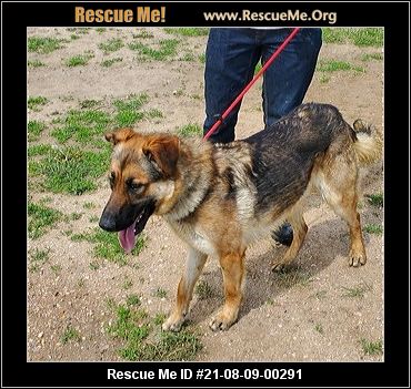 - Colorado German Shepherd Rescue - ADOPTIONS - Rescue Me!