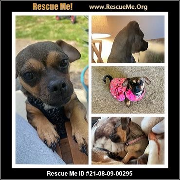 - Tennessee Dog Rescue - ADOPTIONS - Rescue Me!