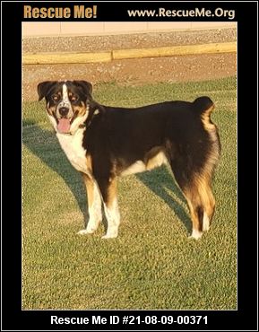 - Oklahoma Dog Rescue - ADOPTIONS - Rescue Me!