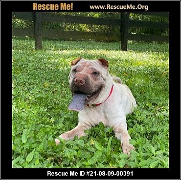 - Tennessee Dog Rescue - ADOPTIONS - Rescue Me!