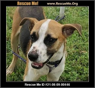 - Wisconsin Dog Rescue - ADOPTIONS - Rescue Me!