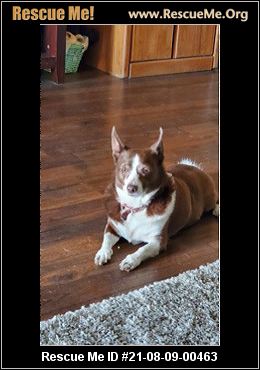 - Arizona Corgi Rescue - ADOPTIONS - Rescue Me!