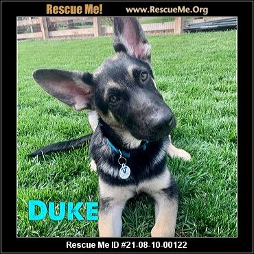 - Colorado German Shepherd Rescue - ADOPTIONS - Rescue Me!