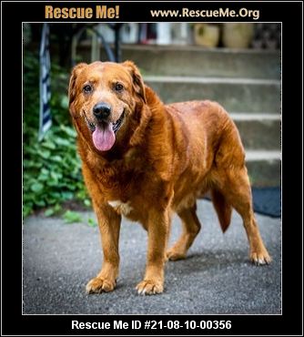 - Ohio Golden Retriever Rescue - ADOPTIONS - Rescue Me!