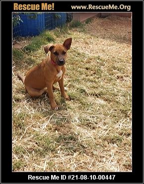 - Oklahoma Dog Rescue - ADOPTIONS - Rescue Me!