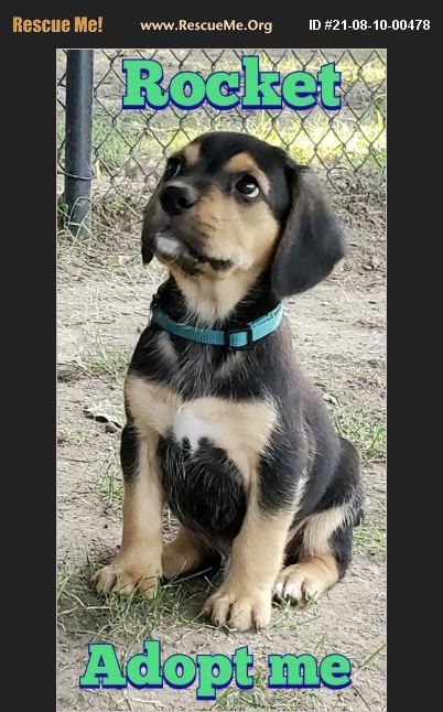 ADOPT 21081000478 ~ Beagle Rescue ~ Grove, OK