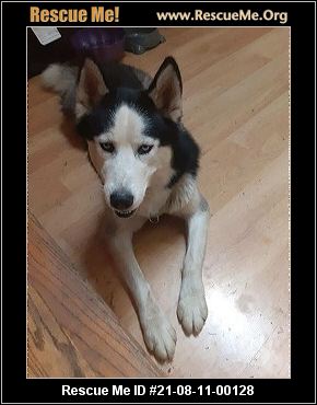 - Michigan Siberian Husky Rescue - ADOPTIONS - Rescue Me!