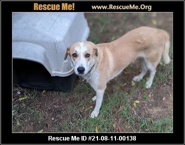 - Texas Dog Rescue - ADOPTIONS - Rescue Me!