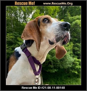 - West Virginia Dog Rescue - ADOPTIONS - Rescue Me!